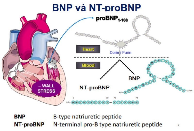 Xét nghiệm đánh giá suy tim - BNP - Endo Clinic