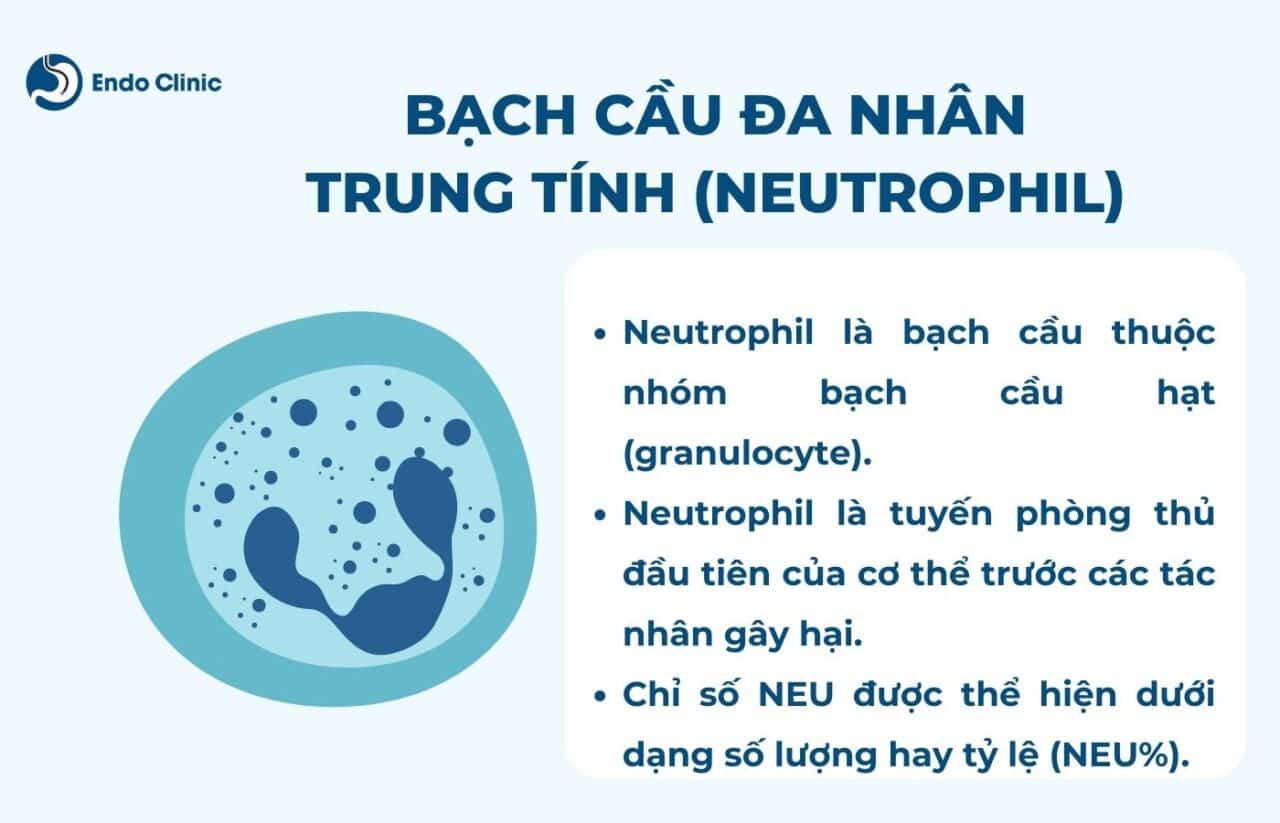 NEU là gì? NEUT trong xét nghiệm máu cao nguy hiểm như nào? - Endo Clinic