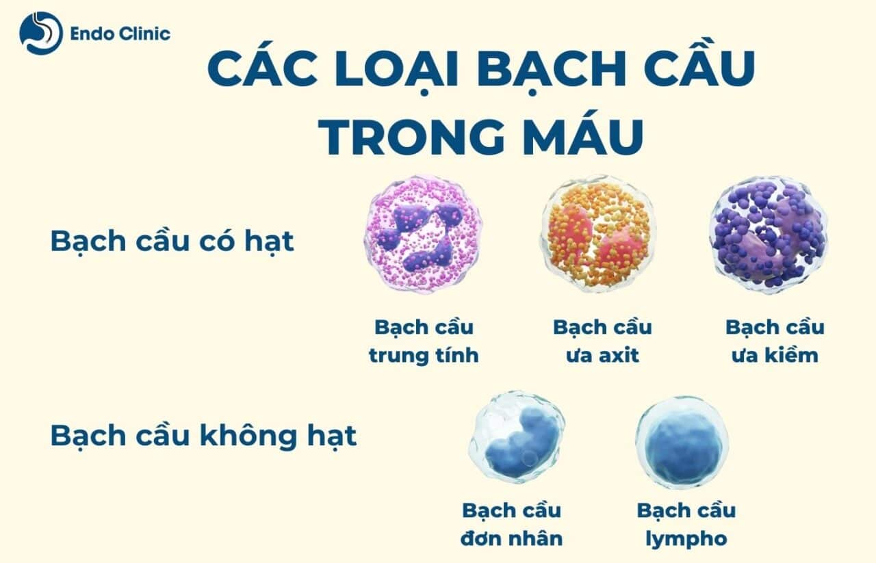 Chỉ số xét nghiệm WBC tăng cao cảnh báo nguy cơ bệnh lý gì? - Endo Clinic