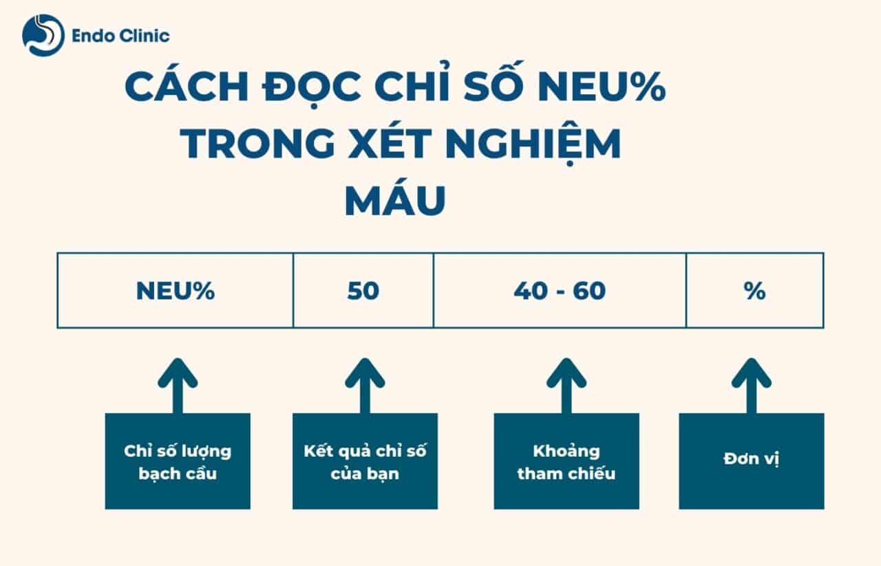 NEU là gì? NEUT trong xét nghiệm máu cao nguy hiểm như nào? - Endo Clinic