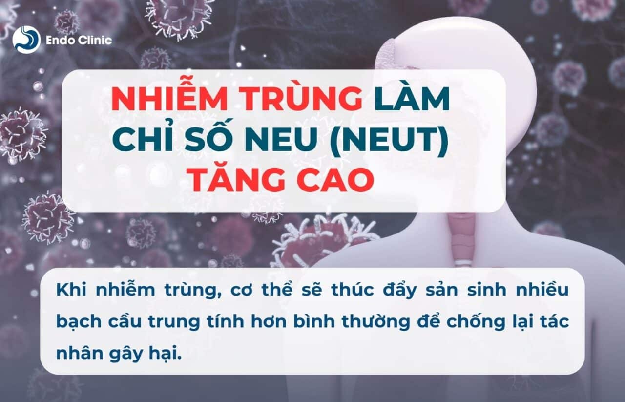 NEU là gì? NEUT trong xét nghiệm máu cao nguy hiểm như nào? - Endo Clinic