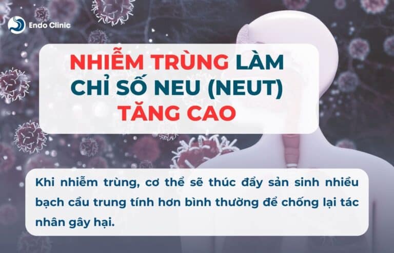 NEU là gì? NEUT trong xét nghiệm máu cao nguy hiểm như nào? - Endo Clinic